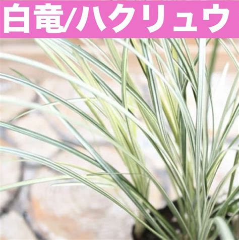 ハクリュウ 白竜 グランドカバー 常緑 黒竜 リュウノヒゲ 玉竜 タマリュウ メルカリ