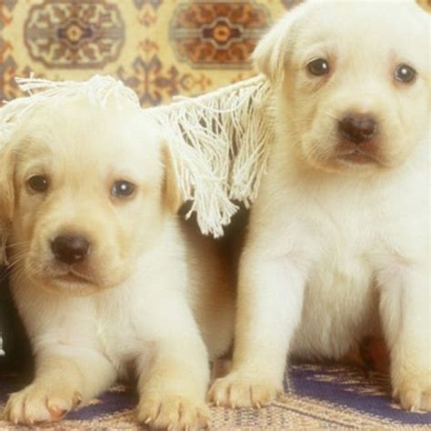 Ruby Yin Fu Jen Catholic University Taipei Department Of Psychology Research Profile