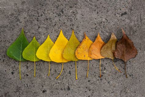 Autumn Colored Leaves The Drying Process Of Leaves From Green And
