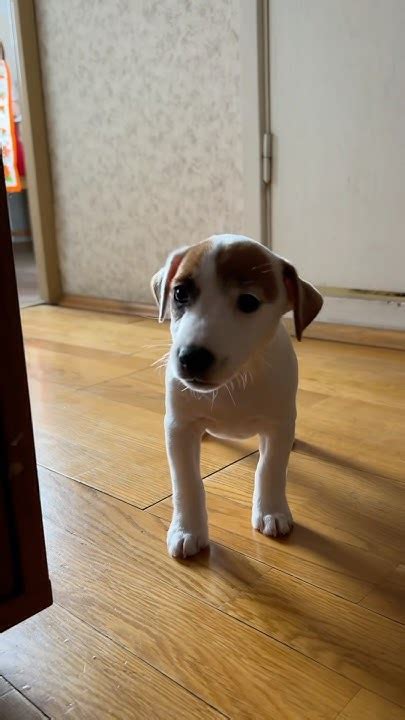 Это РОЛЛИ 🐶 Youtube