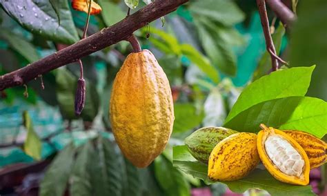 ഒറ്റയടിക്ക് നിലംപൊത്തി കൊക്കോവില വന്‍പതനത്തിന് പിന്നില്‍ ചോക്ലേറ്റ് ലോബി