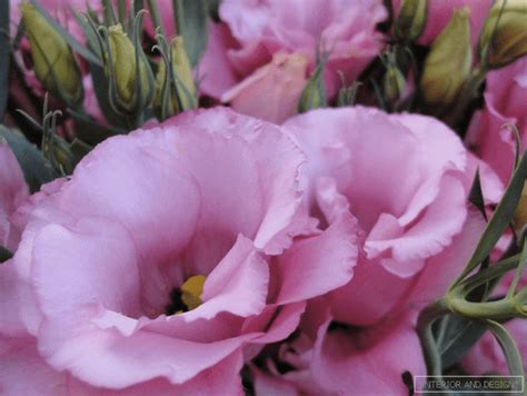 Planting And Care For Perennial Eustoma In The Garden