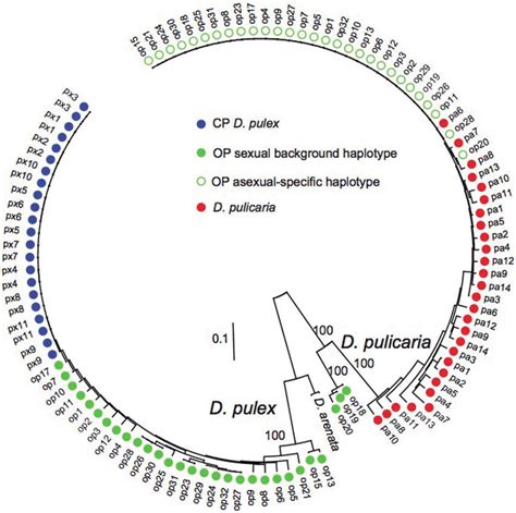 Neighbor Joining Tree Of The Phased Concatenated Haplotypes For 647