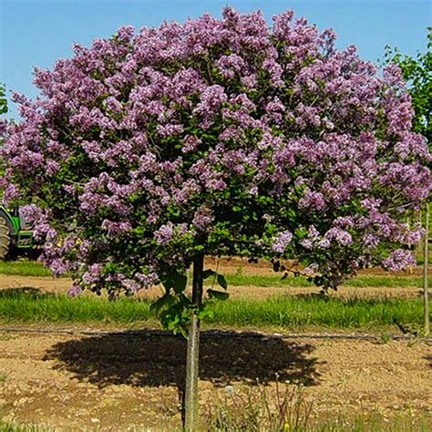 Syringa Meyeri Palibin Standard Dwarf Korean Lilac Standard From