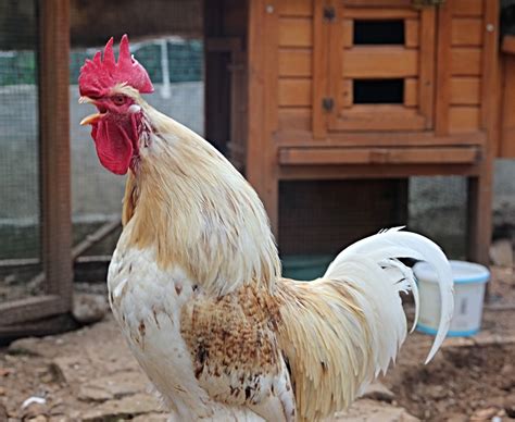 Cockerel Handsome Farm Free Photo On Pixabay Pixabay
