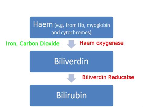 Liver Function Tests Pptx