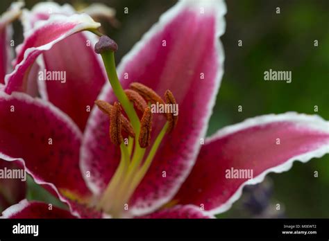 Stargazer Lily Stock Photo Alamy