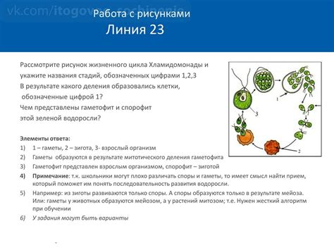 Егэ биология ботаника задания