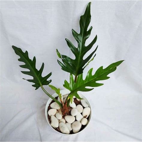 Jual Promo Bisa Cod Tanaman Hias Philo Gergaji Tanaman Hidup Philo Crocodile Bunga Hias