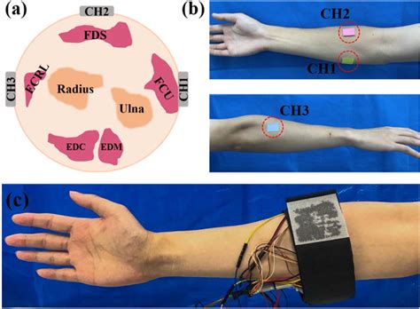 Figure 11 From A Layered Semg Fmg Hybrid Sensor For Hand Motion Recognition From Forearm Muscle