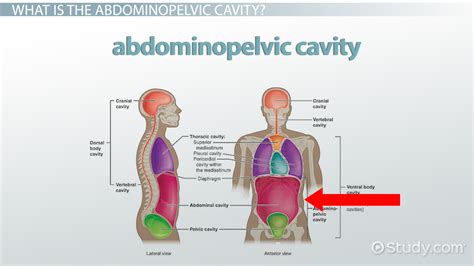 Body Cavities And Organs