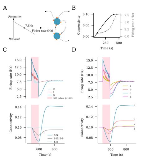 Rtms Induces Structural Remodeling Of Stimulated Networks Download