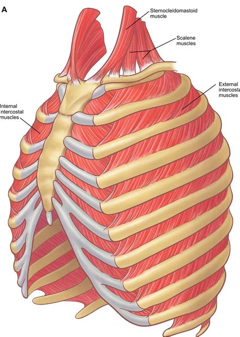 Pdf The Anatomy Of The Ribs And The Sternum And Their Relationship To