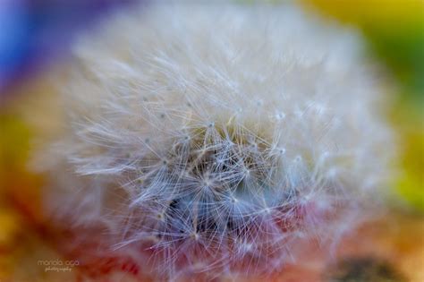 Mariola Flickr Mariola Flickr