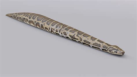Animated Burmese Python 3d Model 179 Blend C4d Fbx Lwo
