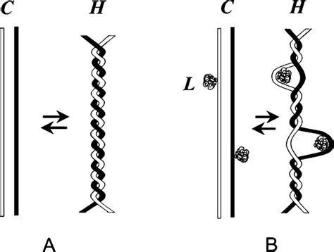 A Simplified Scheme Of The Coil Helix Transition In Carrageenans A In
