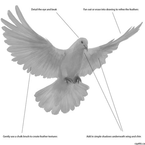 Realistic Beautiful Dove Drawing Drawing Improvement Challenges