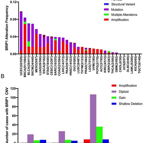 The Classification Of Brip1 Mutations According To Potential Effects Of Download Scientific