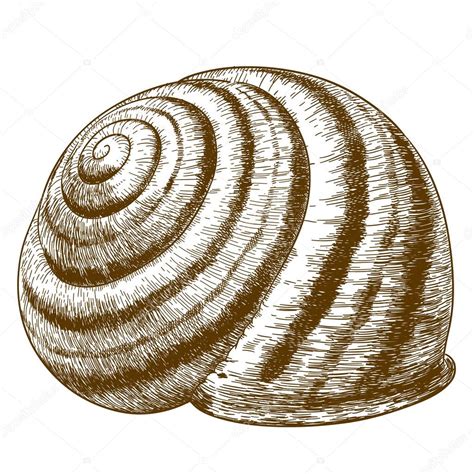 Snail Shell Sketch