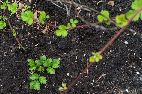 Mysore Raspberry Rubus Niveus Health Benefits
