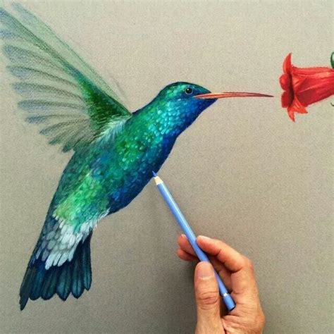 Colorful Hummingbirds Drawings