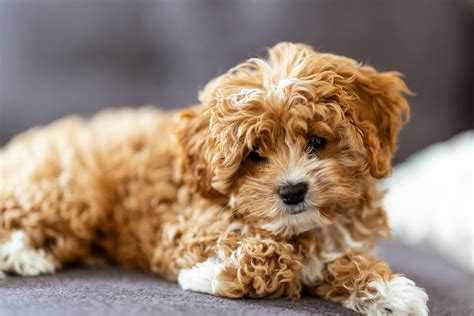 Havapoo Vs Cavapoo How To Tell The Difference Between Poodle Mixes