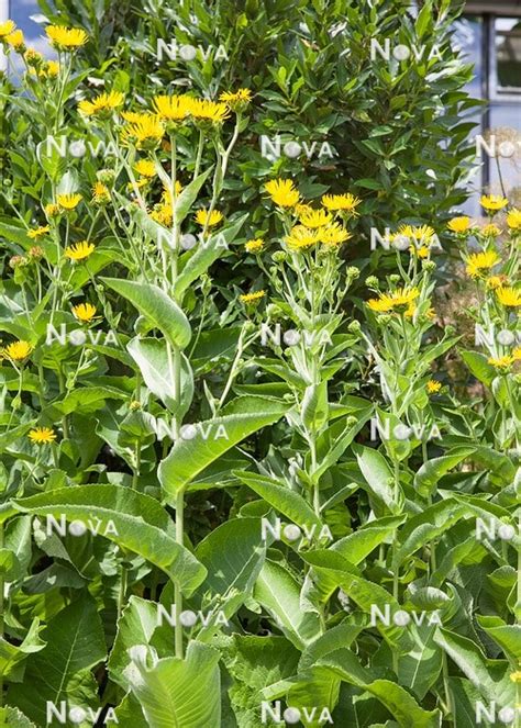 Inula Helenium