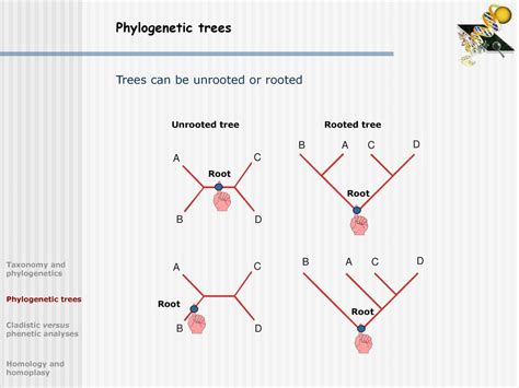 Phylogenetics Ppt Download
