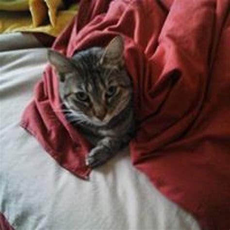 Stream Zoe Troitero Music Listen To Songs Albums Playlists For Free On Soundcloud