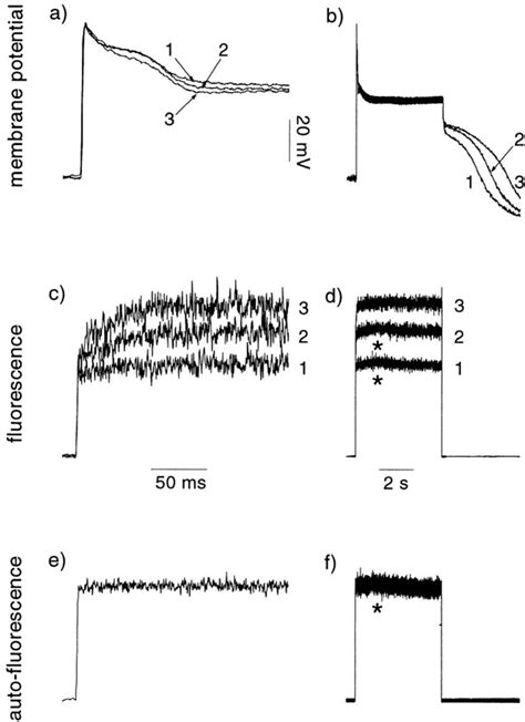 The Effects Of Dye Filling On The Membrane Potential The Photoreceptor Download Scientific