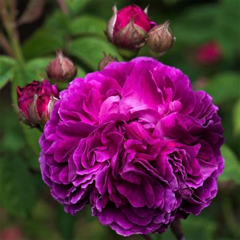 Hippolyte Fior Di Rovo