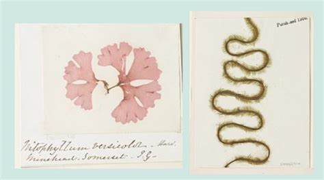 Preparation Of Specimens Royal Botanic Garden Edinburgh