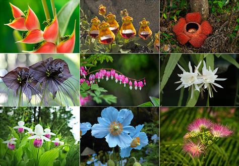 30 Of The Most Rare Flowers In The World Bouqs Blog