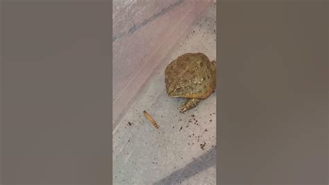 Pixie Frog Feeding Youtube