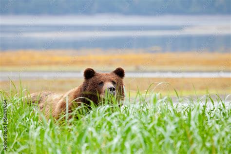 Grizzly Bear Ursus Arctos Horribilis Hiding In Grass Admiralty Island National Monument Pack