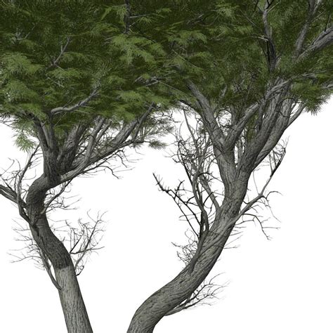 Monterey Cypress Tree 03 3d Model By Antoniokowatsch