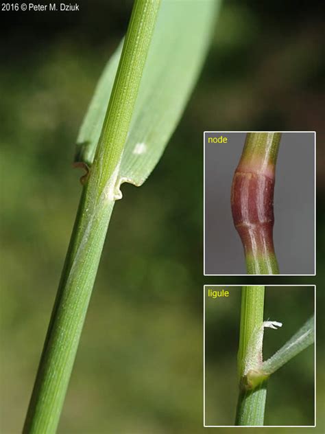 Creeping Bentgrass Identification