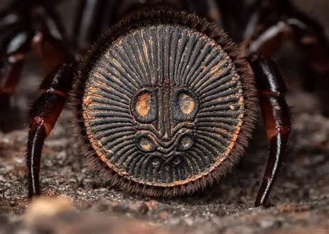 Cork Lid Trapdoor Spider