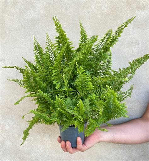 Paproć Corditas Karbowana Nephrolepis 11928911638 Oficjalne Archiwum Allegro