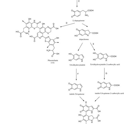 Process Of Melanogenesis In Human Epidermal Melanocytes Symbols