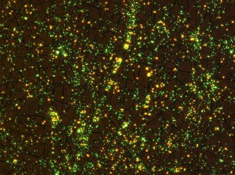 Stem Cell Fabrics Promise Universal Tissue New Scientist