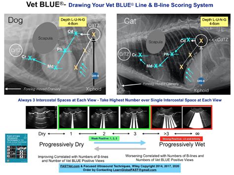 Understanding Vet Blue® Fastvet Supplemental Webinar Shorts For Vet
