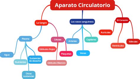 Mapa Conceptual Del Sistema Circulatorio ¡guía Paso A Paso