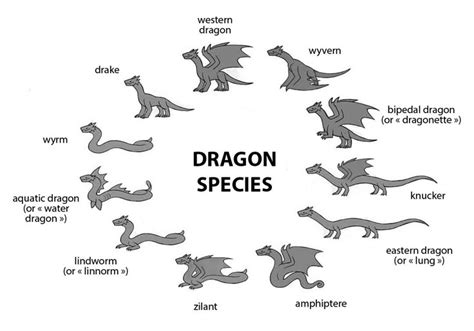 Dragon Species En 2024