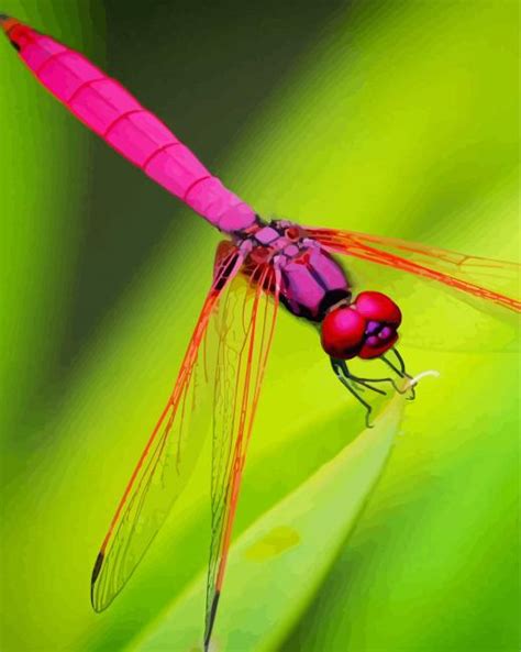 Red Dragonfly Insect Paint By Numbers Paintings By Numbers
