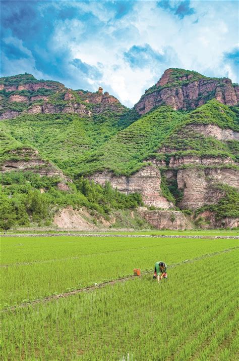 左权县麻田镇东安村稻苗长势喜人晋中日报多媒体数字报刊平台