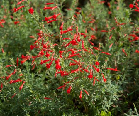 How To Grow Hummingbird Trumpet Plants For Native Groundcover Homes