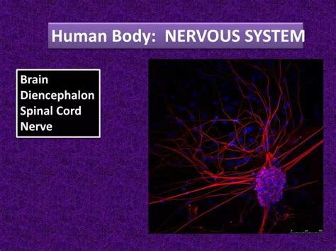 Ppt Human Body Nervous System Powerpoint Presentation Free Download