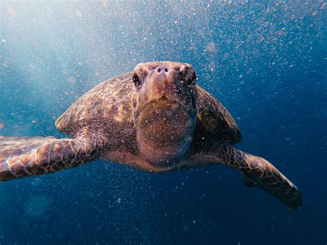 Dilly Dally The Amputee Sea Turtle Defies Odds And Swims Back To The Wild Greatergood