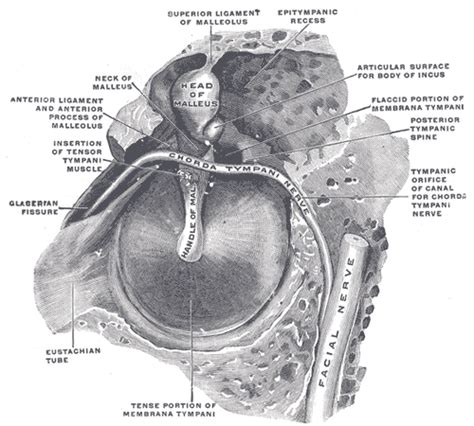 Malleus Wikipedia